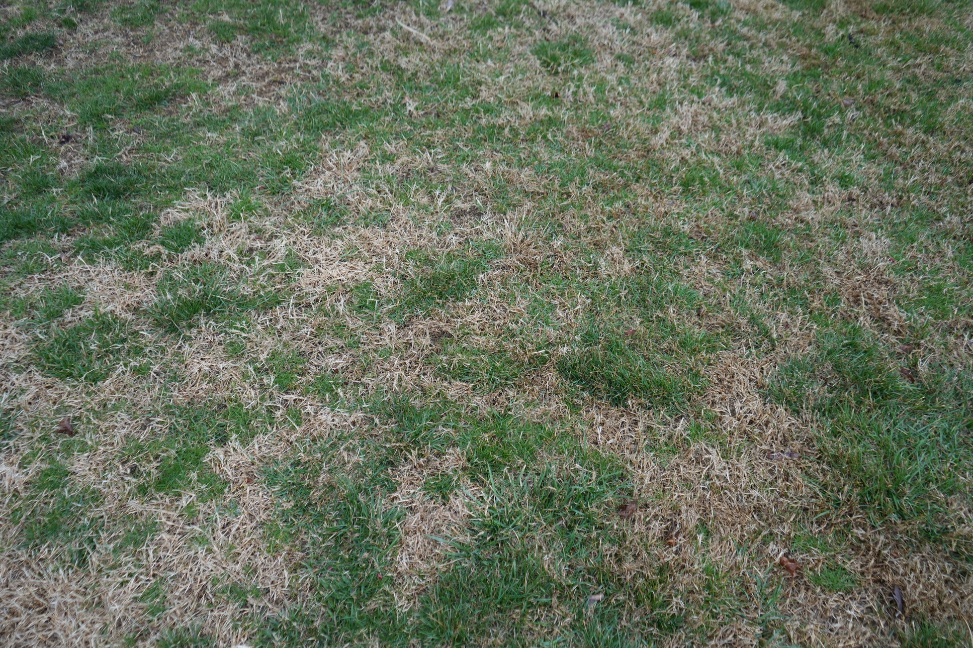 Dead Grass vs Dormant Grass - Green Lawn Fertilizing