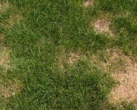 Why Is My Grass Turning Brown Despite Watering? - Green Lawn Fertilizing