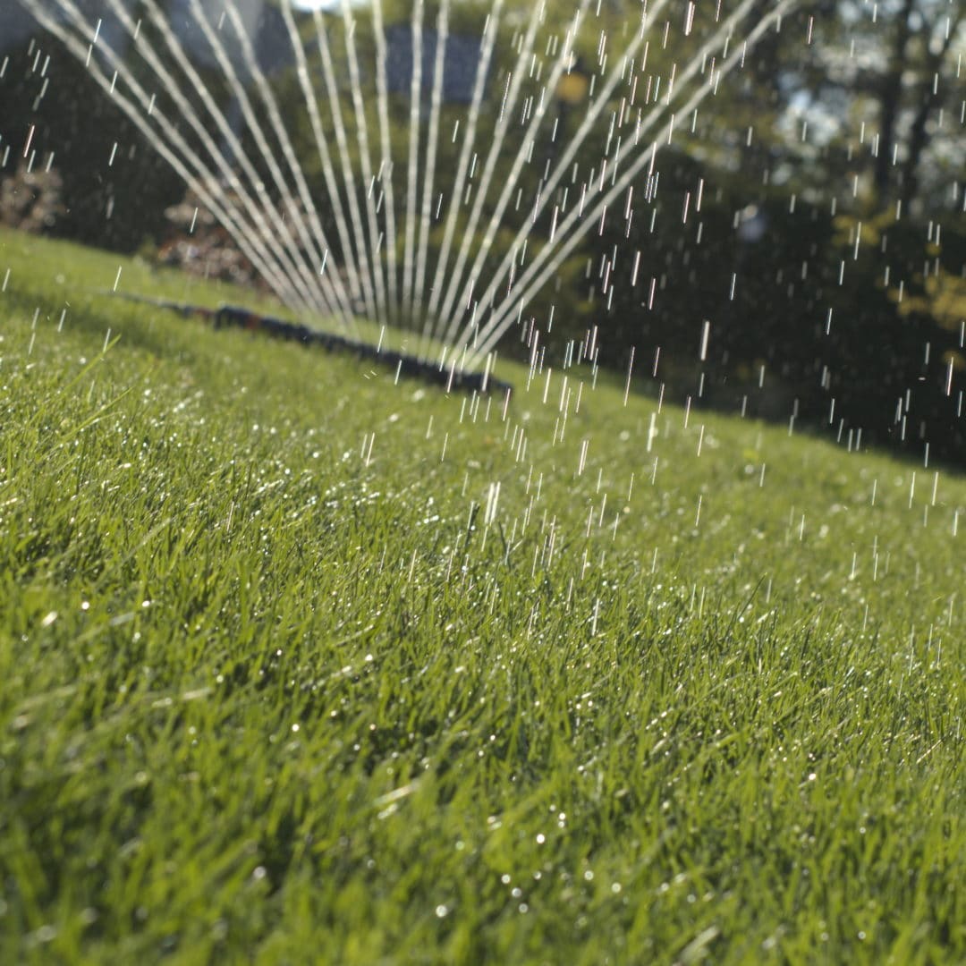 Avoid Lawn Damage: Worst Watering Times