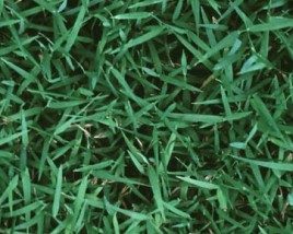 Spring Lawn Care Update - Nimblewill Plant - Green Lawn Fertilizing