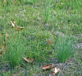 How did THAT get into my lawn: Onion Grass - Green Lawn Fertilizing