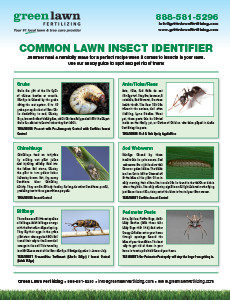 Lawn Insect Guide