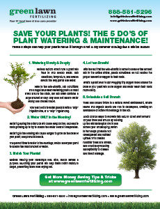 Summer Plant Care Guide