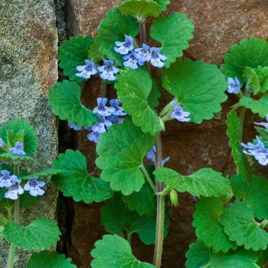 Ground Ivy