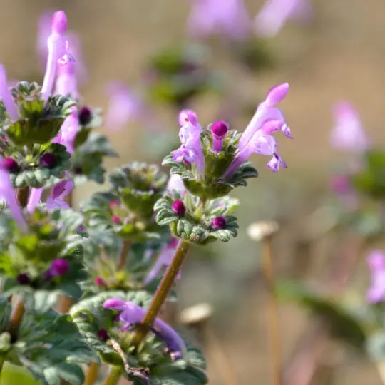 Henbit/Purple Deadnettle