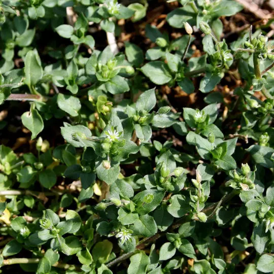 What Does Chickweed Look Like? - Green Lawn Fertilizing