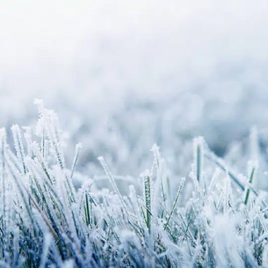 Frost grass store