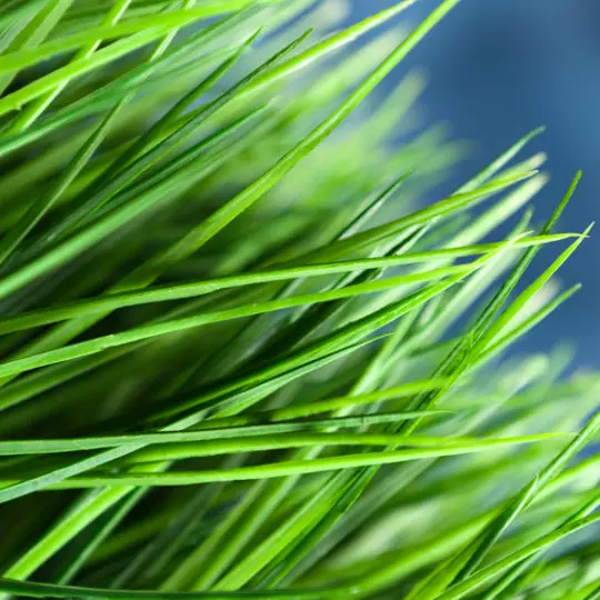 The Type of Grass In Your Lawn: How to Identify It