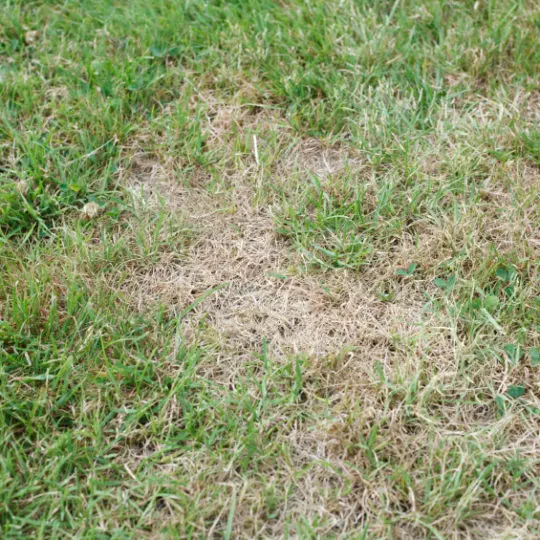 Time to Replace Your Turf? 5 Signs to Let You Know