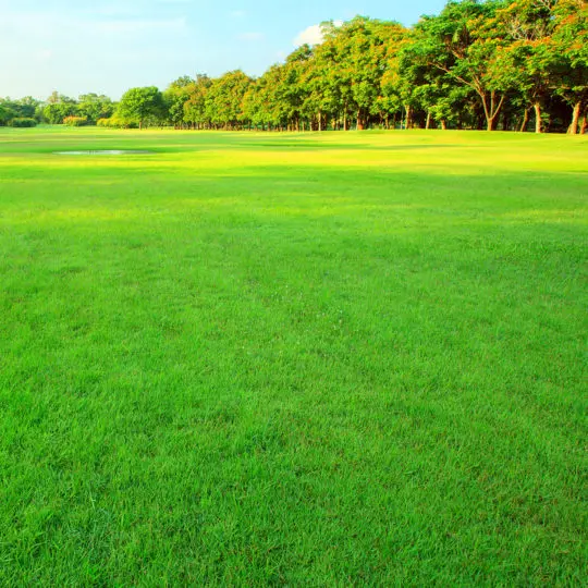 Five Tips for Healthy Grass Green Lawn Fertilizing