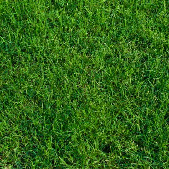 Tips to Take Care of Bermuda Grass in the Winter - Green Lawn Fertilizing