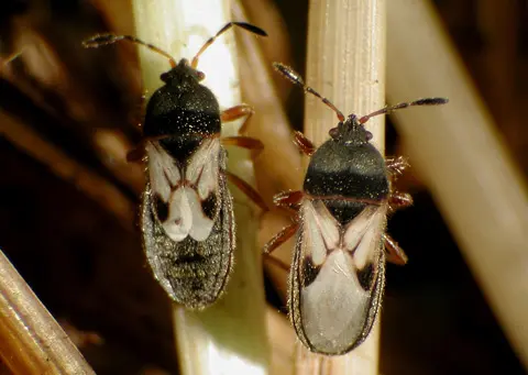 Lawn Invasion - Chinch Bugs - Green Lawn Fertilizing