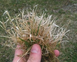 Spring Lawn Care Update - Nimblewill Plant - Green Lawn Fertilizing