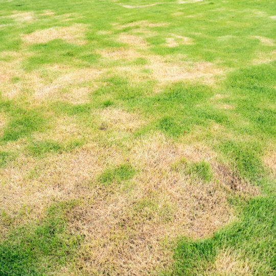 How to Get Rid of Brown Patch - Green Lawn Fertilizing