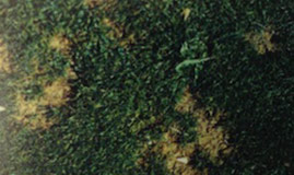 Introduction to Different Types of Blight in Pennsylvania