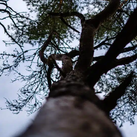 Why Is The Top of My Tree Dead and The Bottom Alive? - Green Lawn ...