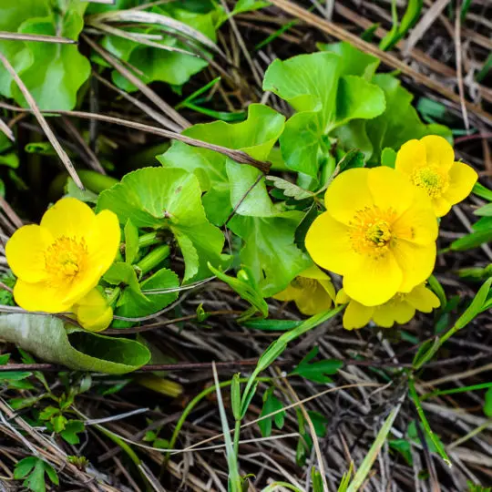 Marsh Marigold