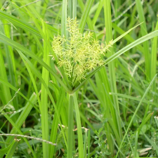 Yellow Nutsedge