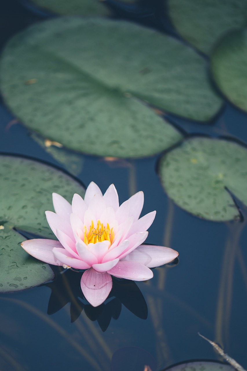 How To Control Mosquitos in Ponds