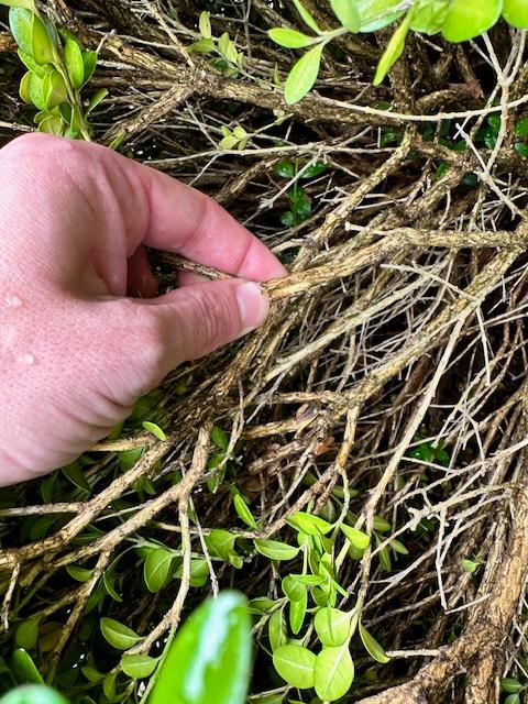 Is Your Shrub Still Alive? Here's How to Tell | Green Lawn Fertilizing